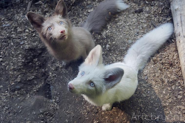 Silver Fox Behaviour